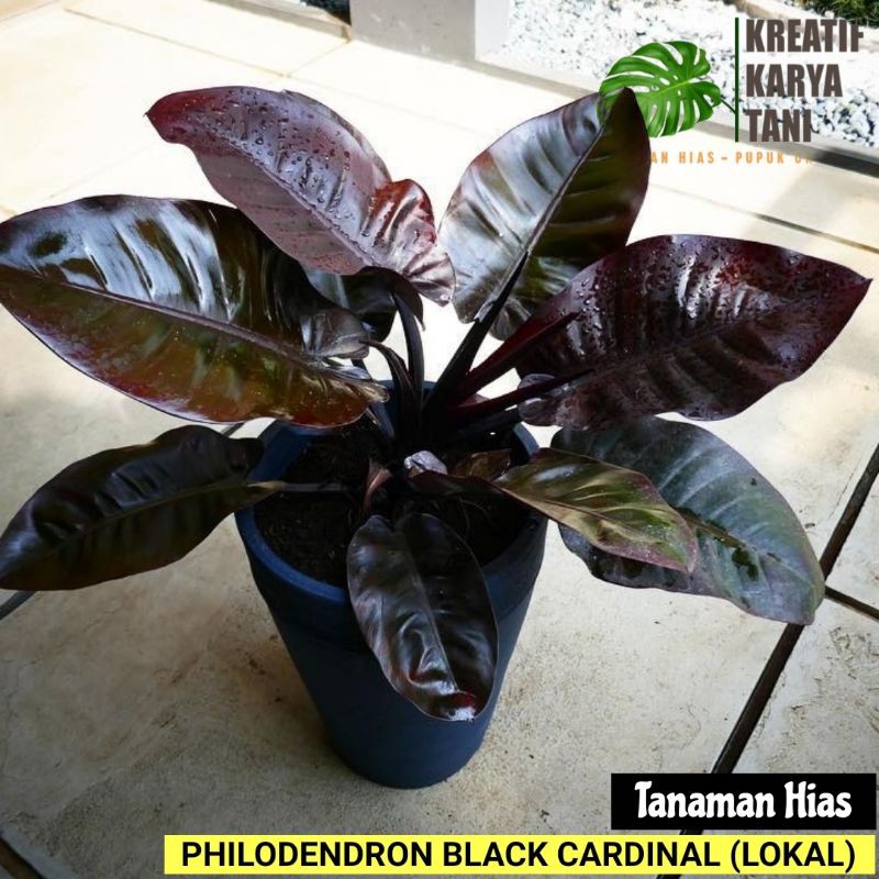 Jual Tanaman hias philodendron Black Cardinal Lokal - Philodendron dark ...