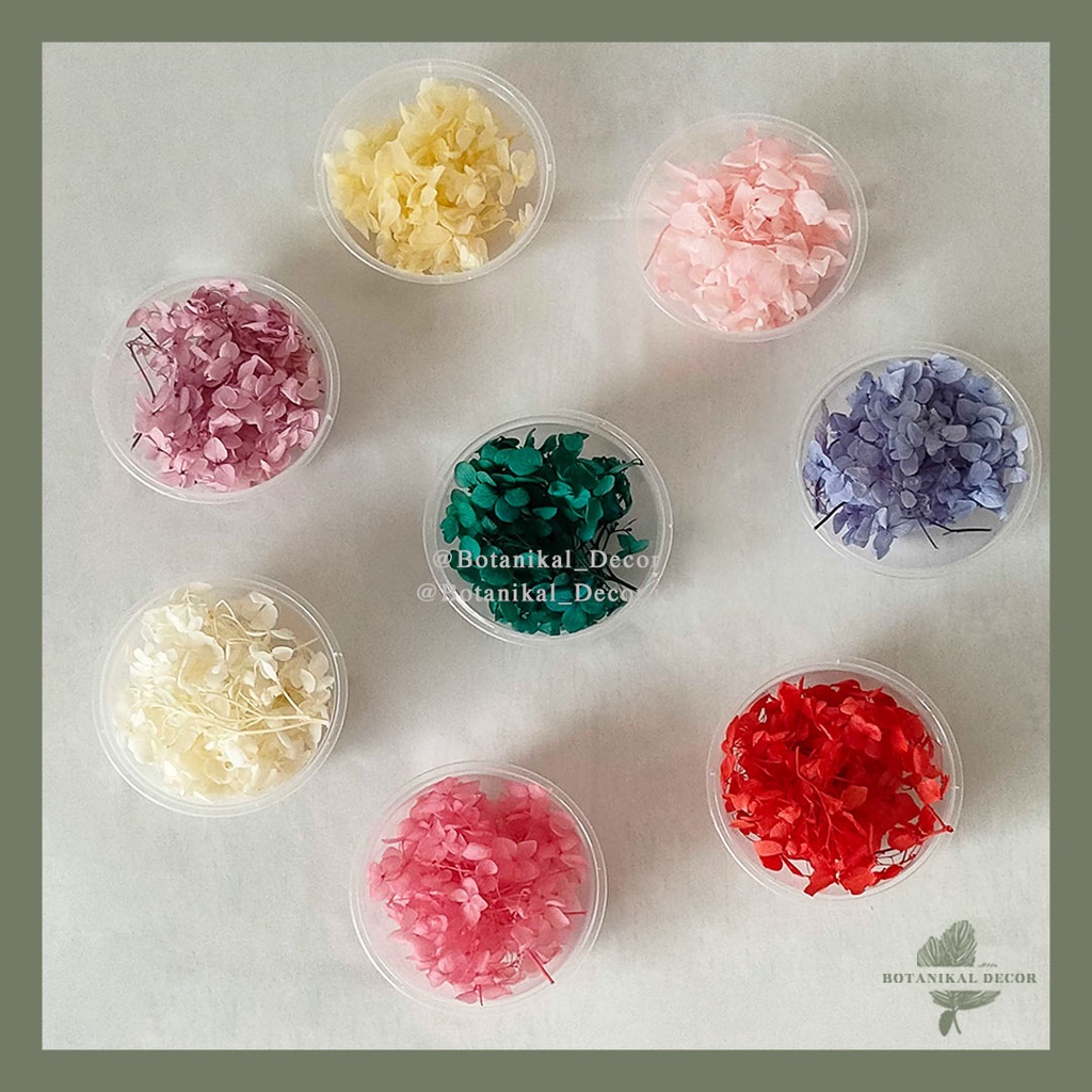 Jual (2gr) Preserved Hydrangea Dried Awetan Bunga Kering Preserved ...