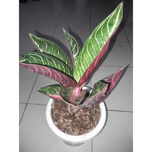 Jual aglonema pos jumbo barang sehat harga live | Shopee Indonesia Jual aglonema pos jumbo barang sehat harga live | Shopee Indonesia