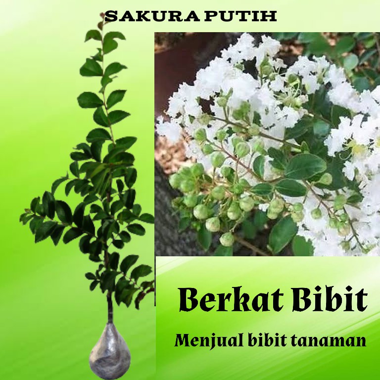 Jual Tanaman Bunga Sakura Putih / White Crape Myrtle | Shopee Indonesia