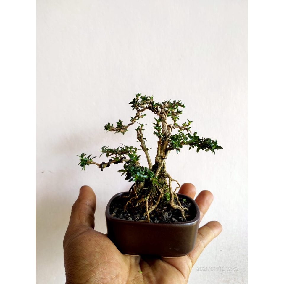 Jual bonsai mame serissa mikro, bonsai serissa, tanaman bonsai, tanaman ... Jual bonsai mame serissa mikro, bonsai serissa, tanaman bonsai, tanaman ...