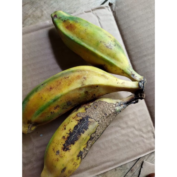 Jual jual pisang batu atau klutuk kondisi matang 1kg | Shopee Indonesia