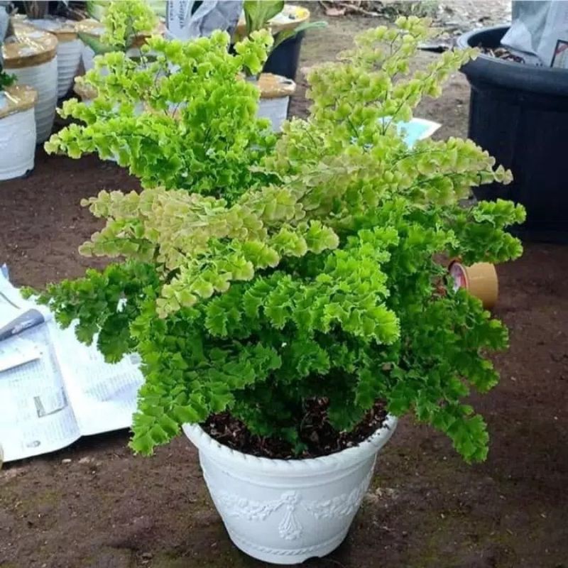 Jual TANAMAN HIAS SUPRIL KRITING /TANAMAN DAUN SUPRIL | Shopee Indonesia