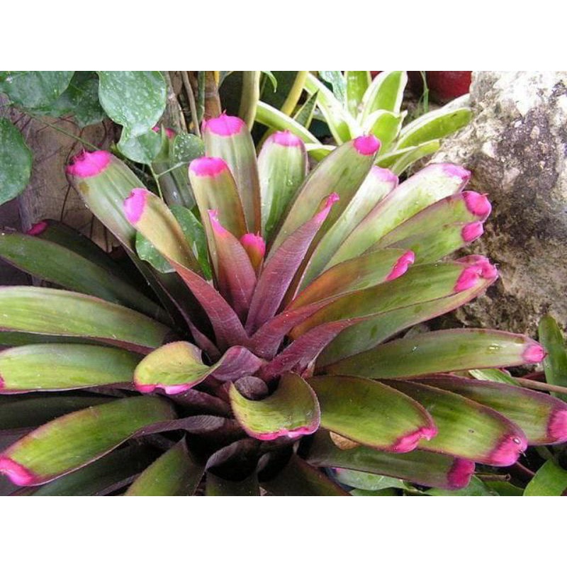 Jual Tanaman Hias Bromelia Neoregelia Spectabilis Lipstik | Shopee ...