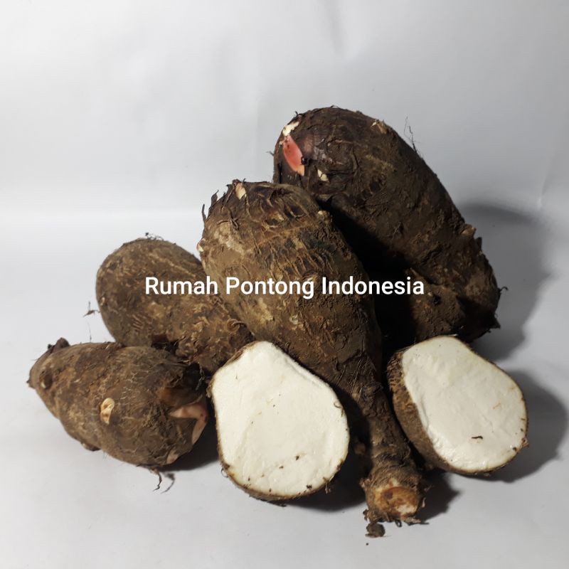 Jual Umbi Talas Belitung Kimpul | Shopee Indonesia