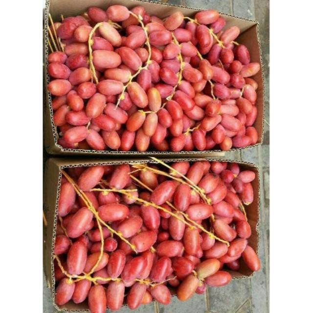 Jual Kurma Muda Ruthob Merah 500gr | Shopee Indonesia