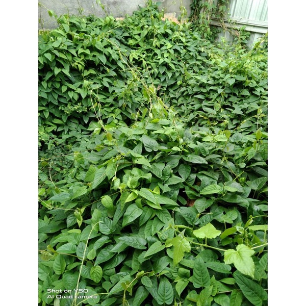 Jual daun simbukan / daun sembukan / daun kentut 500g | Shopee Indonesia