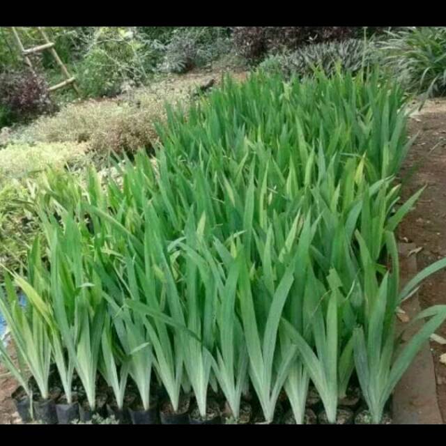 Jual 2.2 COD SALE Airis bunga kuning - bibit tanaman hias - hiasan ...