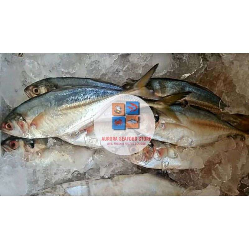 Jual Ikan Kuwe / Kwe Fresh | Shopee Indonesia