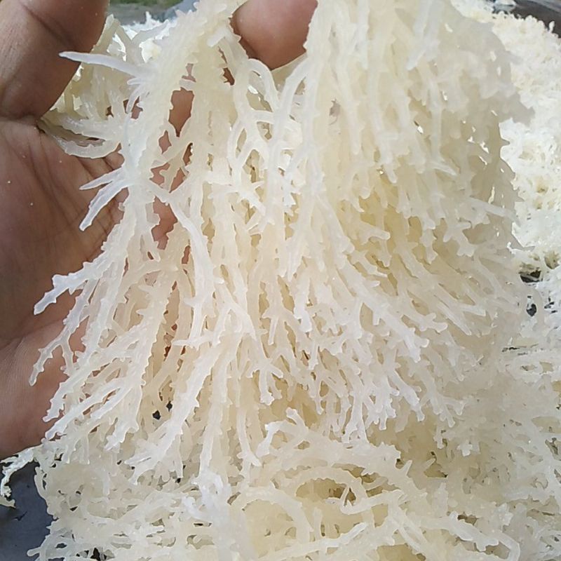 Jual Rumput Laut Kering 1Kg Ready Di Lampung Cocok Untuk Agar-agar Dan ...