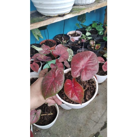 Jual CALADIUM RED DEVIL | Shopee Indonesia