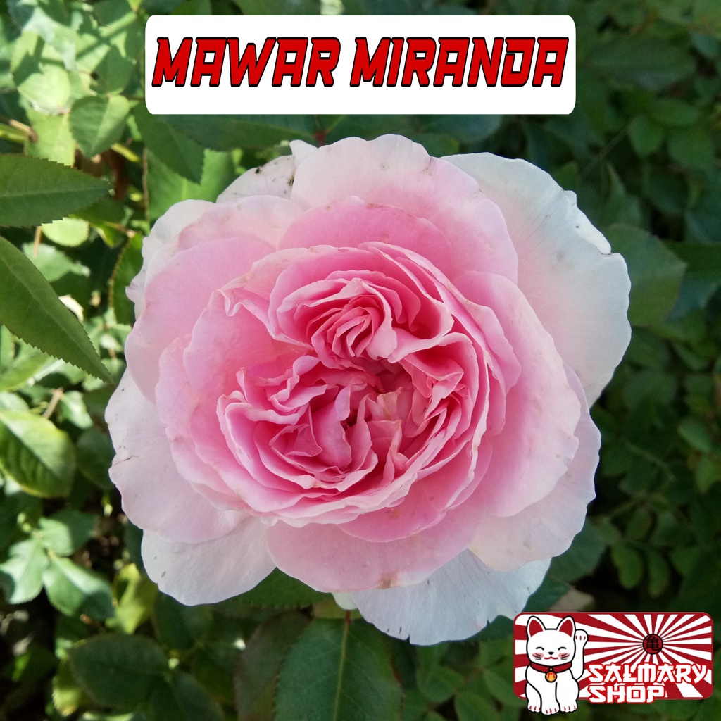 Jual Tanaman Hias Bunga Mawar Import MIRANDA Mawar Impor Bunga Rose Tanaman Hidup Outdoor Indoor ...
