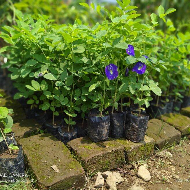 Jual Bibit Tanaman Bunga Telang / Pohon Bunga Telang / Bibit Bunga ...