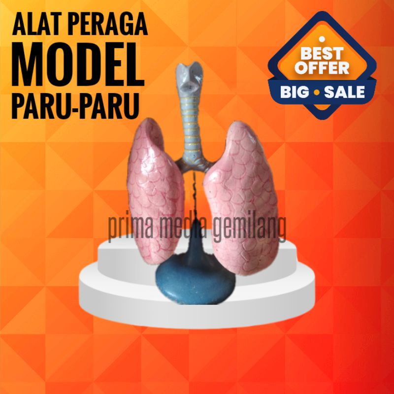 Jual Model Paru-paru/Torso Paru-Paru/Alat Peraga Pendidikan | Shopee ...