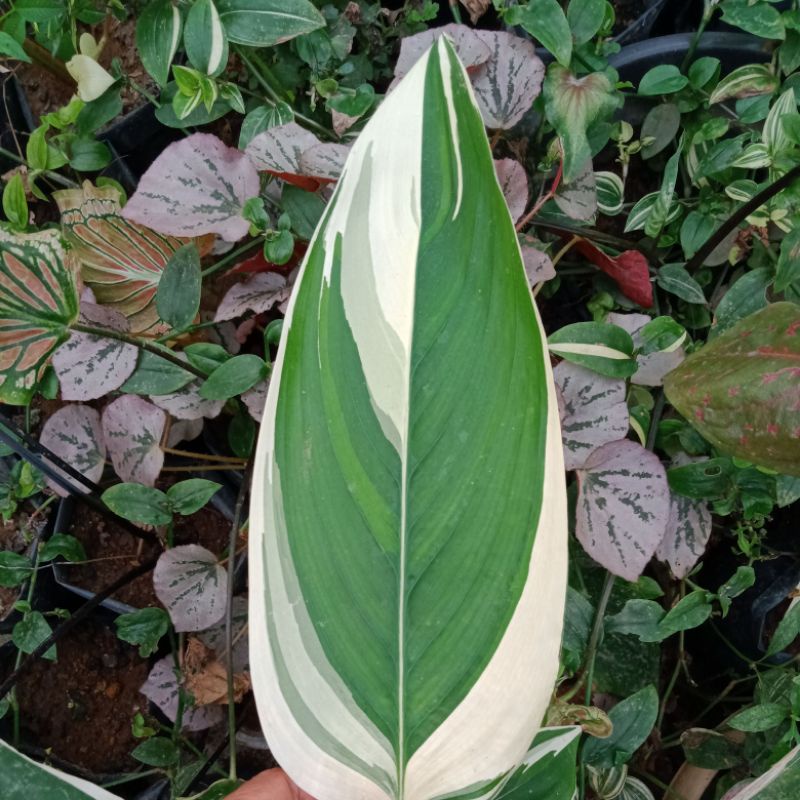 Jual Tanaman hias garut varigata | Shopee Indonesia