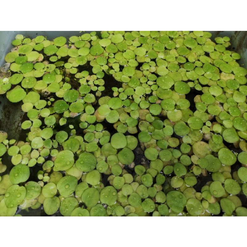 Jual Tanaman Air Amazon Frogbit Frogbite | Shopee Indonesia