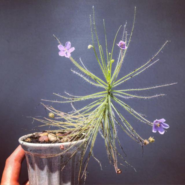 Jual Biji Benih Seed Tanaman Karnivora Byblis Liniflora | Shopee Indonesia