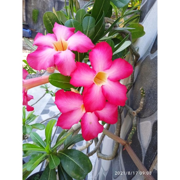 Jual benih biji adenium obesum kamboja (isi 10 seed) | Shopee Indonesia