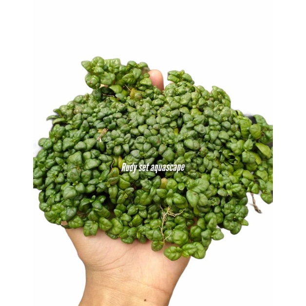 Jual angguran tanaman aquascape tanaman akuarium | Shopee Indonesia