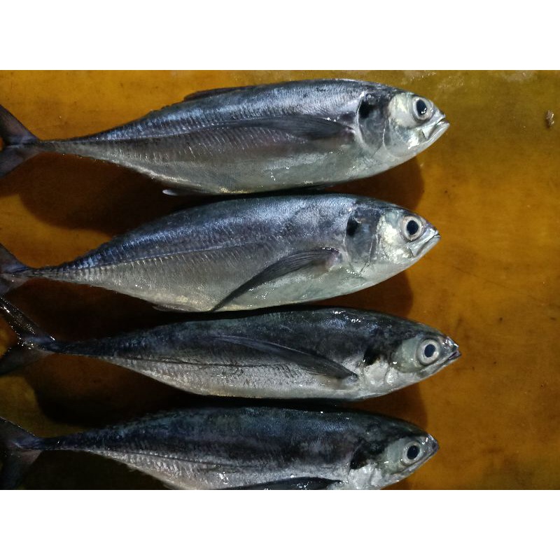 Jual Ikan Tengkek 1kg | Shopee Indonesia