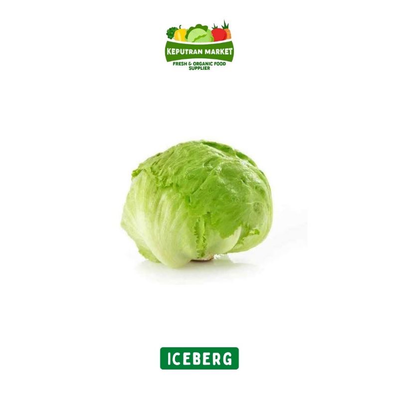 Jual Iceberg / Head Lettuce Per Kg / Produk Langka | Shopee Indonesia