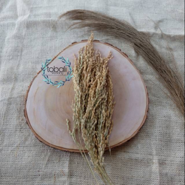 Jual PADI KERING PADI KUNING | Shopee Indonesia