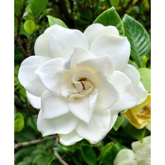 Jual BUNGA MELATI KACAPIRING SUPER WANGI / GARDENIA DAUN BESAR JENIS ...