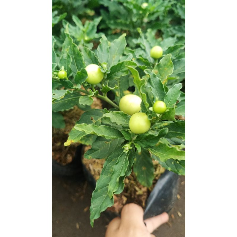 Jual BIBIT TANAMAN CABAI PUSER/UDEL (Jerusalem cherry) | Shopee Indonesia