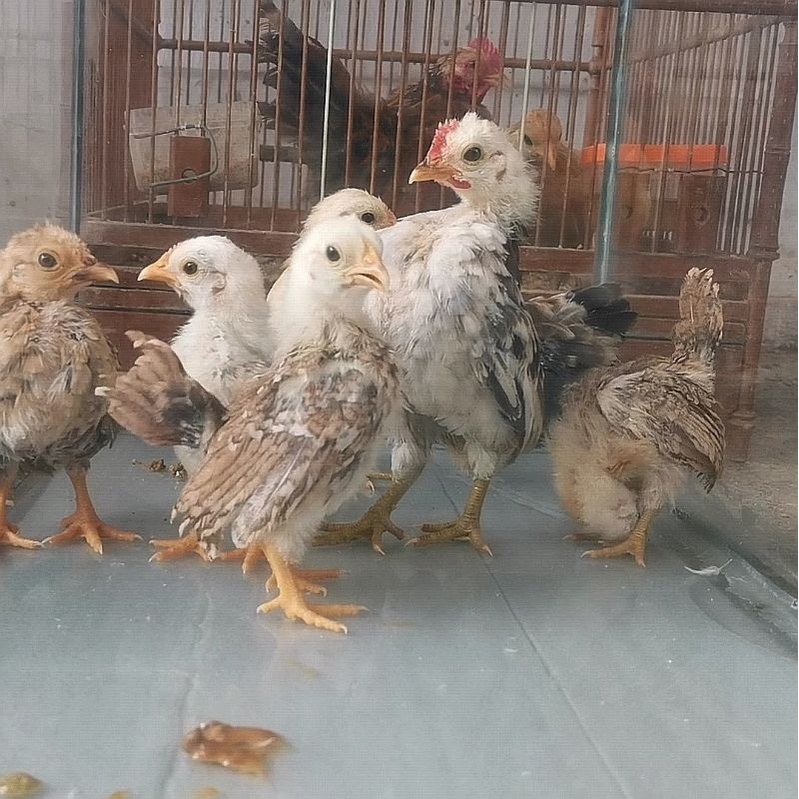Jual Original Ayam Serama Asli bukan Kate atau silangan trah juara ...