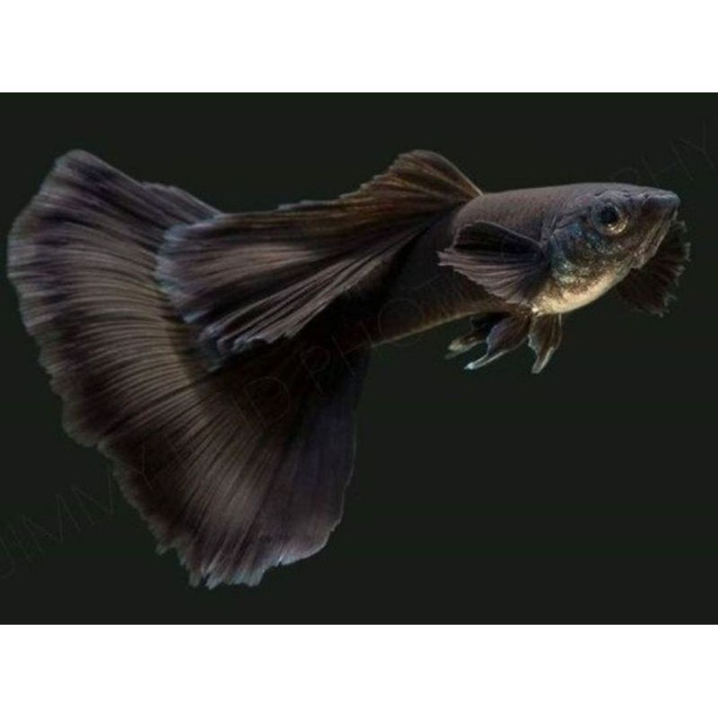 Jual ikan hias gapi cobra | Shopee Indonesia