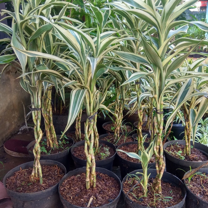 Jual tanaman hias bambu sri rezeki varigata kepang tiga - bambu hoky ...