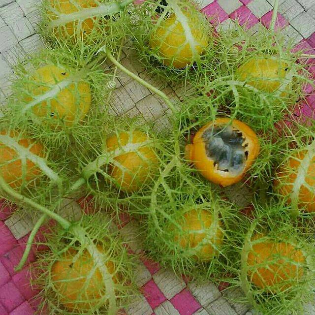 Jual ISI PAKET biji/benih/bibit buah rambusa /15 biji -RSB1990 | Shopee ...