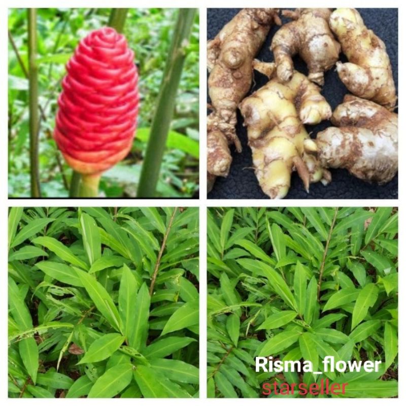 Jual POHON LEMPUYANG / TANAMAN HERBAL LEMPUYANG | Shopee Indonesia