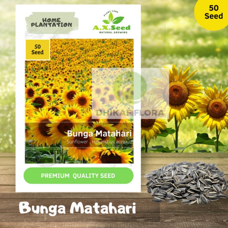 Jual Benih Bibit Bunga Matahari (AX Seed) | Shopee Indonesia