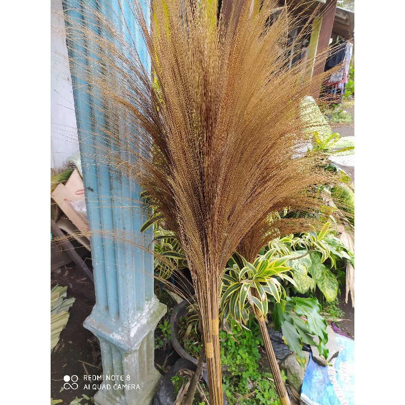 Jual pampas coklat, rayung, rayung coklat, bunga hias, bunga sudut ...