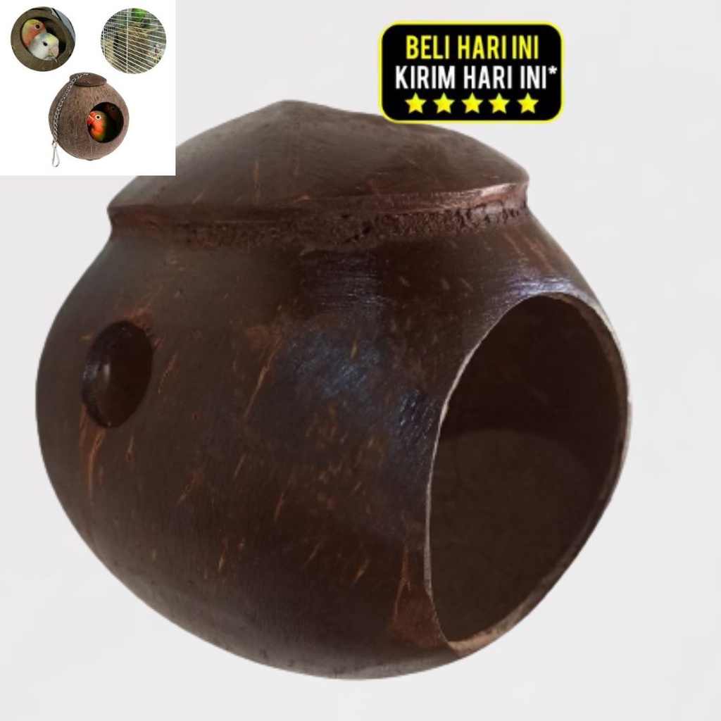 Jual GLODOK BURUNG LOVEBIRD, MURAI, PARKIT BATOK KELAPA | Shopee Indonesia