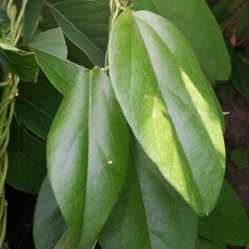 Jual Daun Cincau Daluman Hijau Rambat Segar 100 gram | Shopee Indonesia