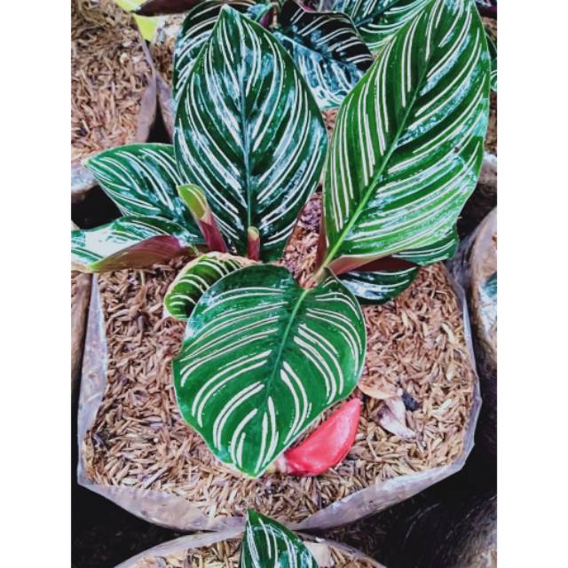Jual Maranta batik/kalathea batik | Shopee Indonesia