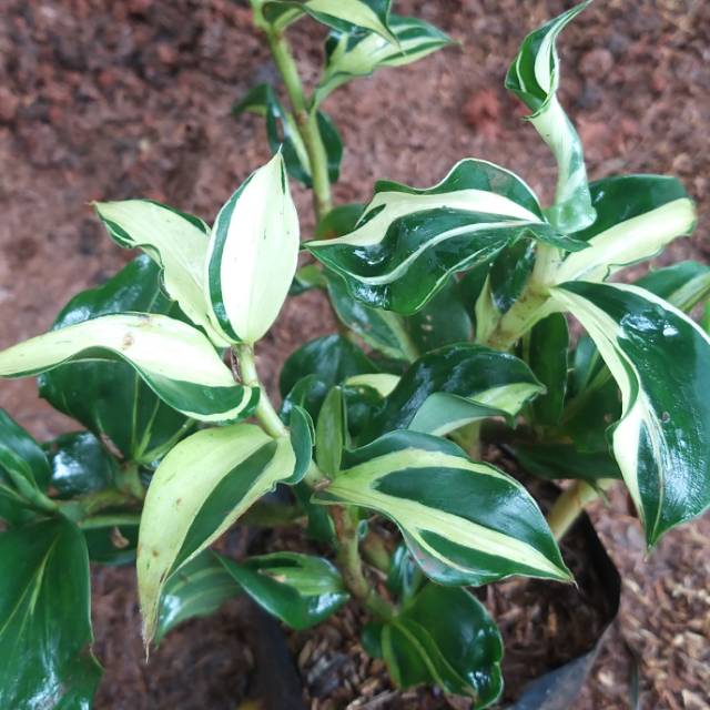 Jual Tanaman hias pacing pentul variegata | Shopee Indonesia