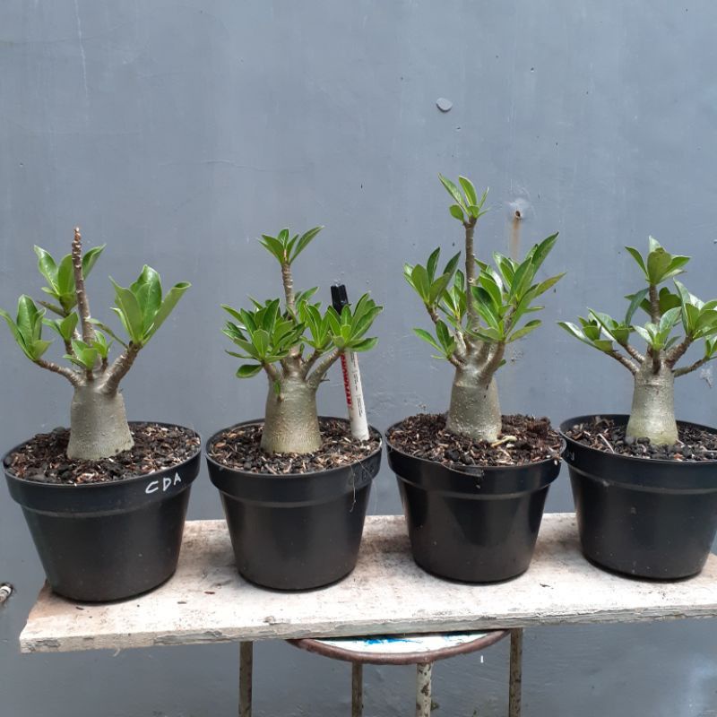 Jual Adenium Seedling RCN cabang mewah | Shopee Indonesia