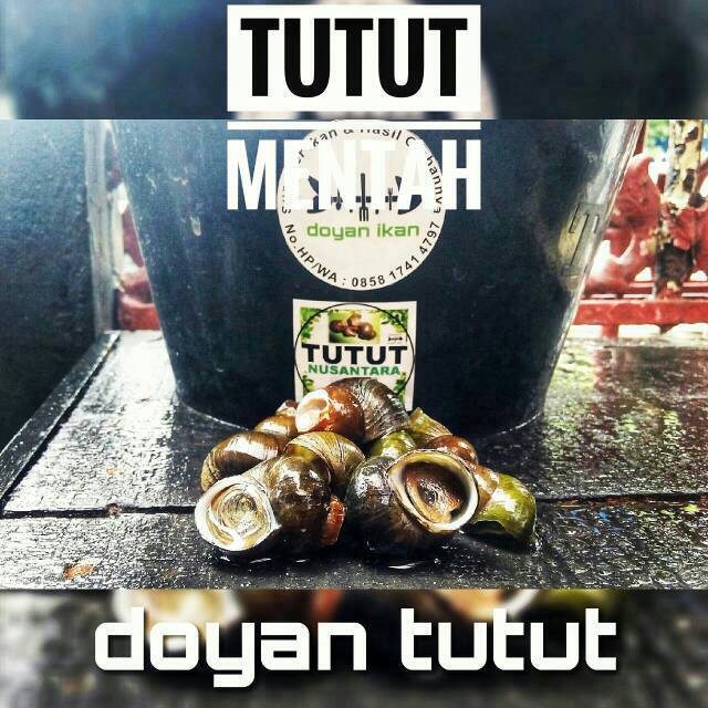 Jual TUTUT/KEONG SAWAH MENTAH | Shopee Indonesia