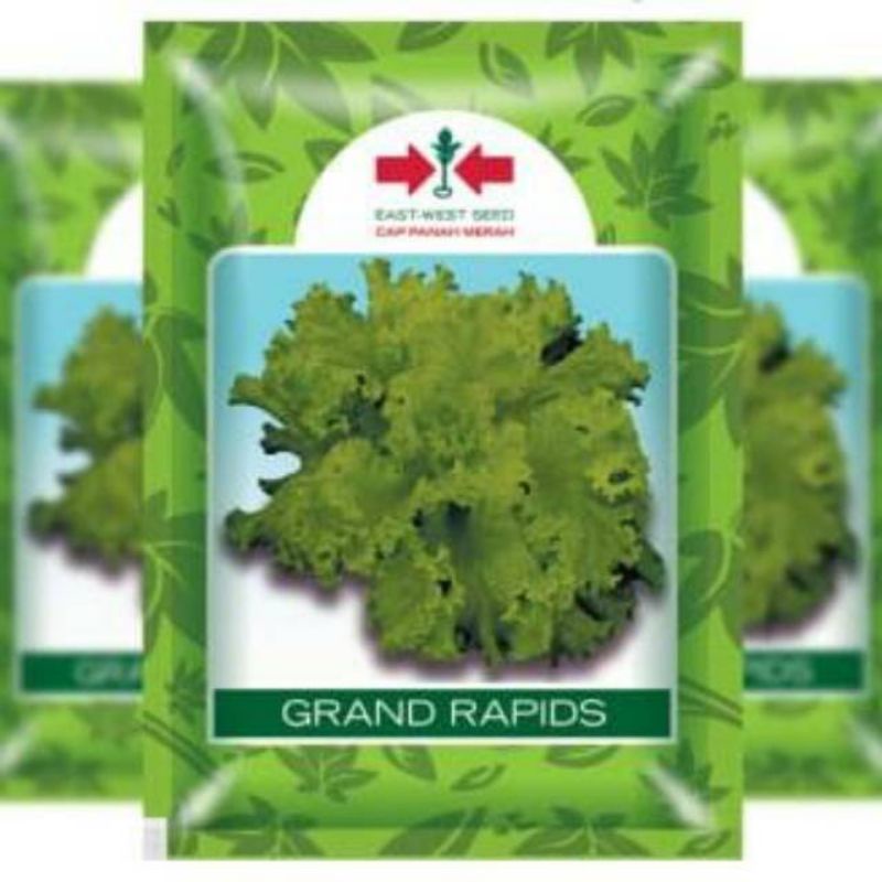 Jual {250 Biji} Benih Selada Grand Rapids Repack Original | Shopee Indonesia
