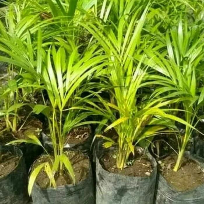 Jual Tanaman Palem Kuning | Shopee Indonesia