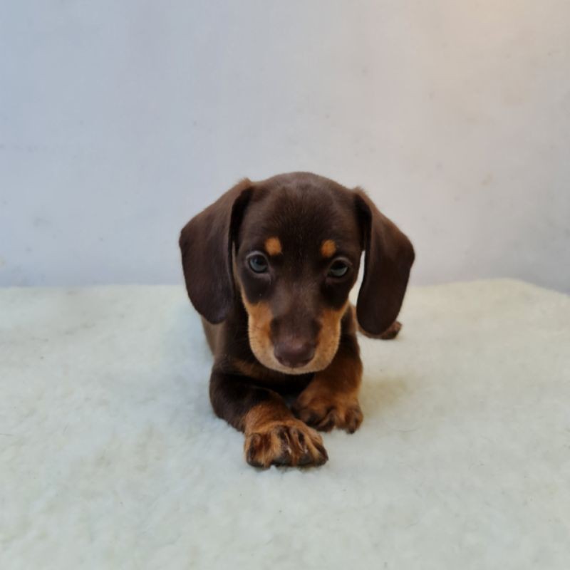 Jual tekel female | Shopee Indonesia