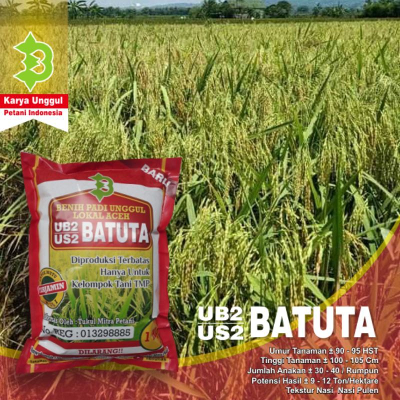 Jual Padi UB 2 Batuta Lokal Aceh | Shopee Indonesia