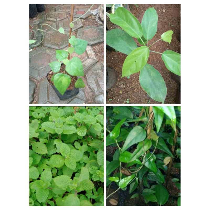 Jual paket hemat 4 tanaman cincau | Shopee Indonesia