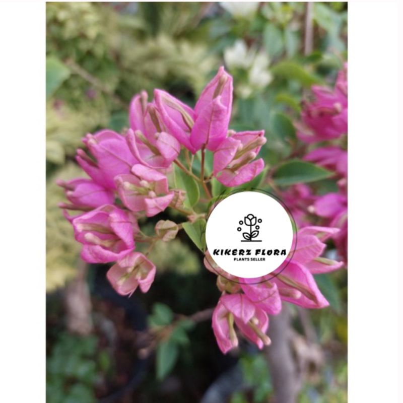 Jual TANAMAN HIAS BUGENVIL BUNGA KERTAS// ANGGUR PURPLE | Shopee Indonesia