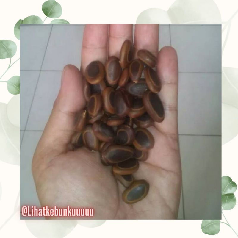 Jual Benih Sengon Buto Enterolobium Cyclocarpum 500 gr | Shopee Indonesia