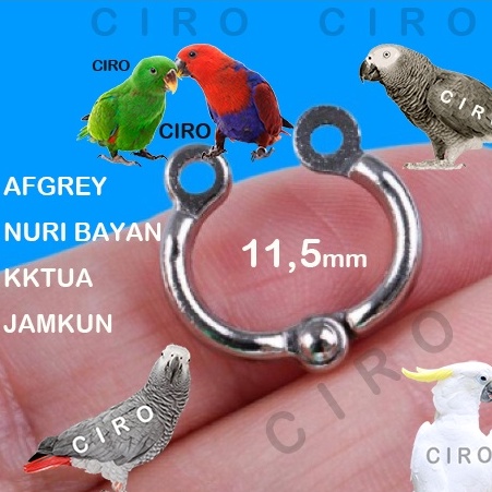 Jual ring borgol parrot paruh bengkok sun conure afgrey falk semua ukuran nuri bayan kakatua ...