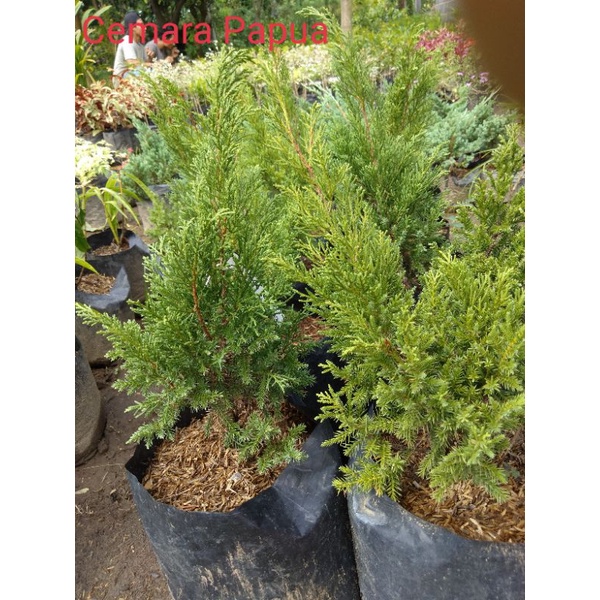 Jual bibit Cemara papua | Shopee Indonesia